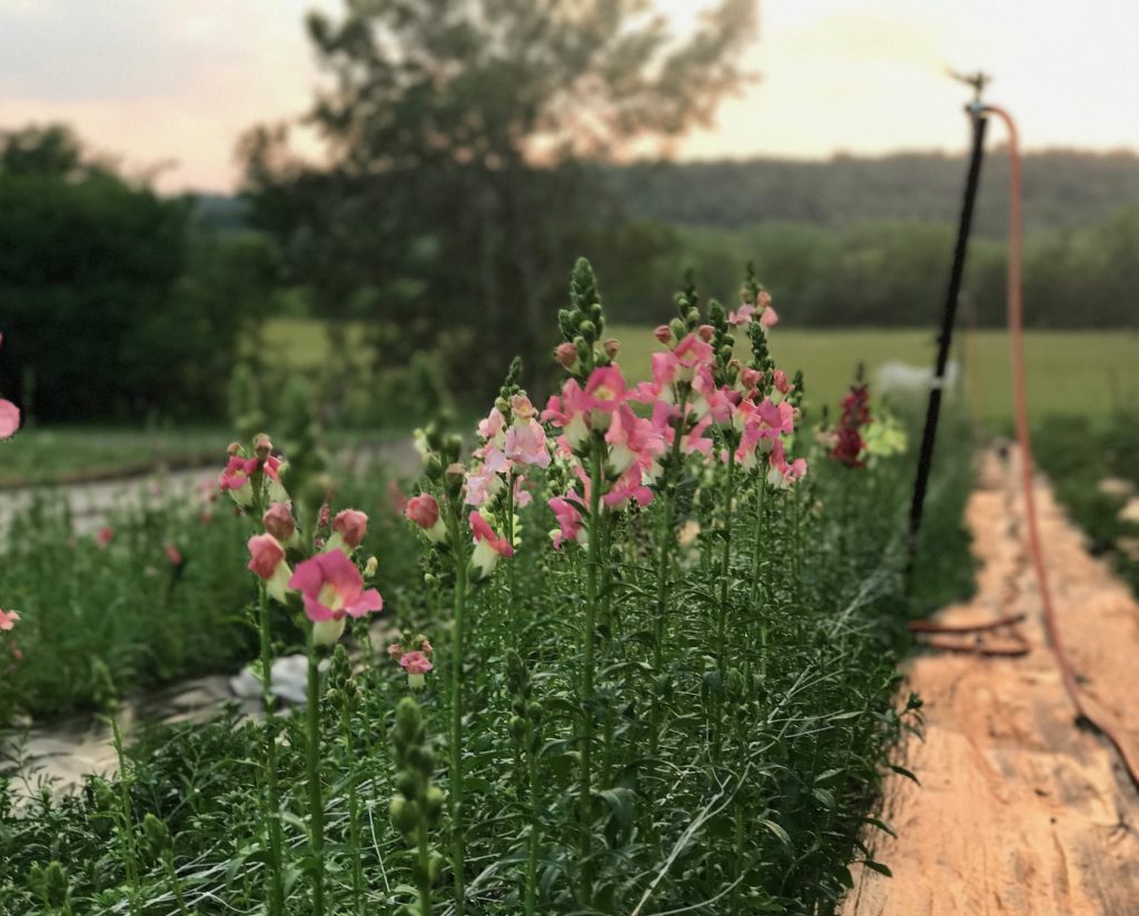 Cut Flowers 101: What to Grow - GrowFlowers