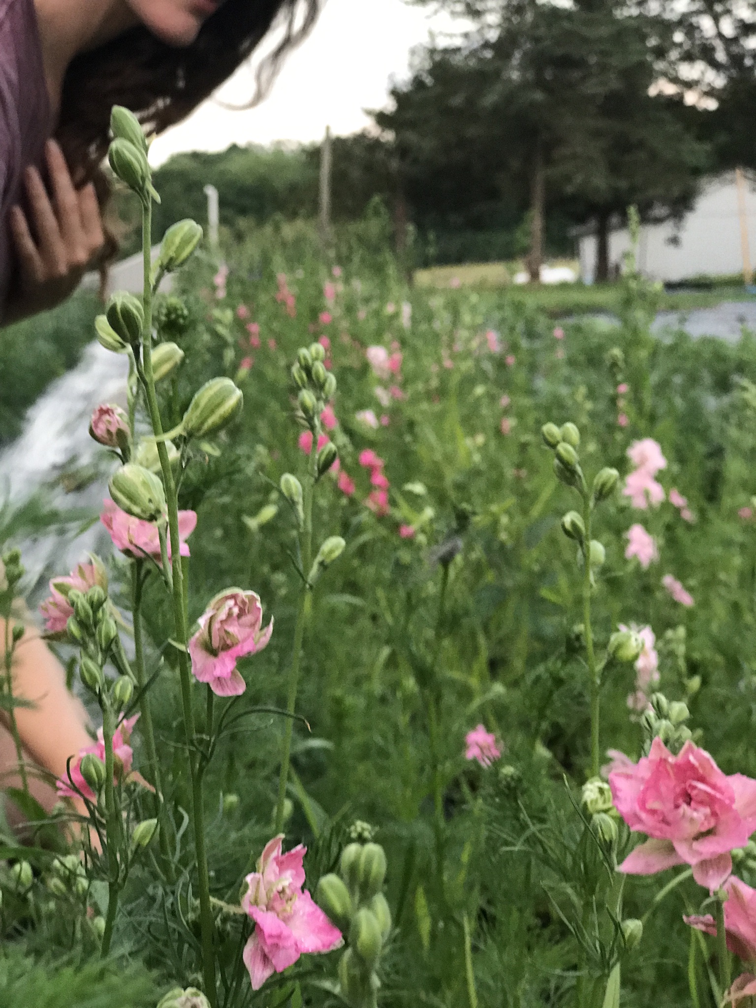 Fall Planting Flowers - A Complete Guide To Earlier Spring Blooms ...