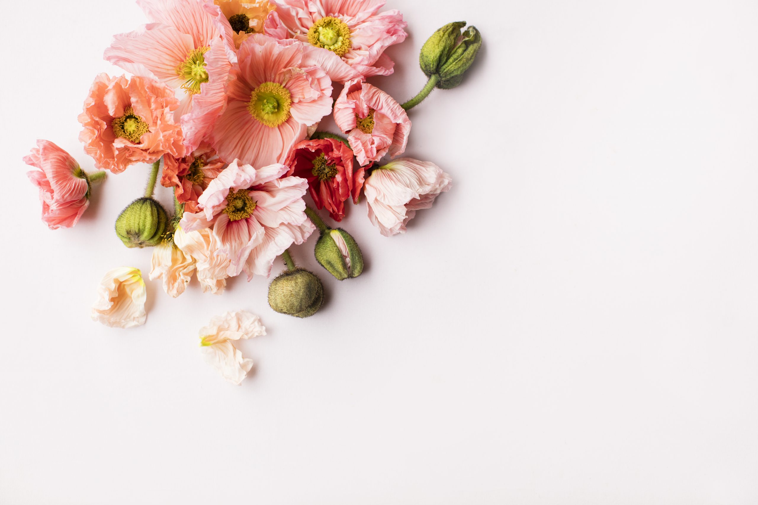 Fall Planting Flowers - A Complete Guide To Earlier Spring Blooms ...